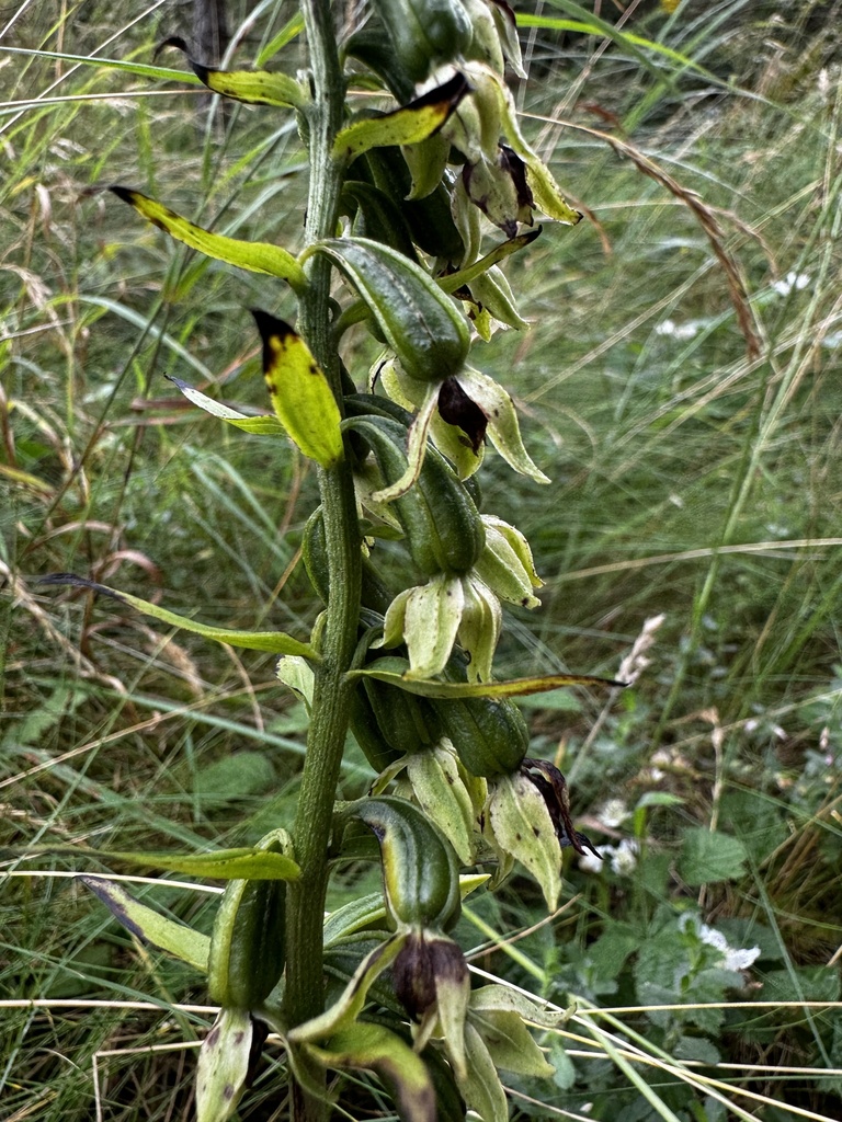 Green-flowered Helleborine from Ainsdale, Southport, England, GB on 12 August, 2024 at 12:33 PM ...