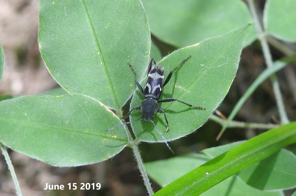 Demonax savioi from 800 Bonghwa-ro, Anheung-myeon, Hoengseon, Gangwon ...