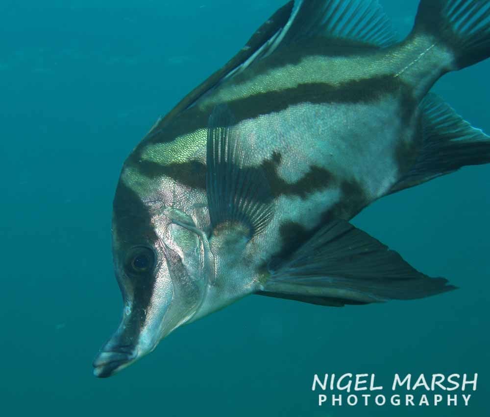 Longsnout Boarfish from Busselton, WA, Australia on March 28, 2006 at ...