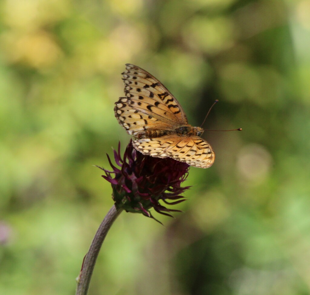 Edwards's Fritillary from Green Mountain Falls, CO, USA on July 29 ...