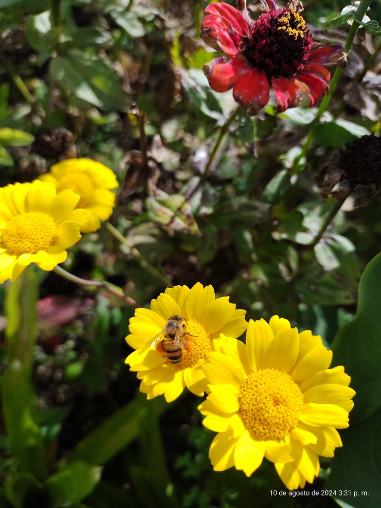 Mediterranean Marigold from Santa Elena, Medellín, Antioquia, Colombia ...