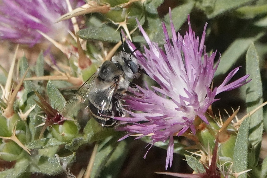 Urbane Digger Bee from Byxbee Park, Palo Alto, CA, USA on August 15 ...
