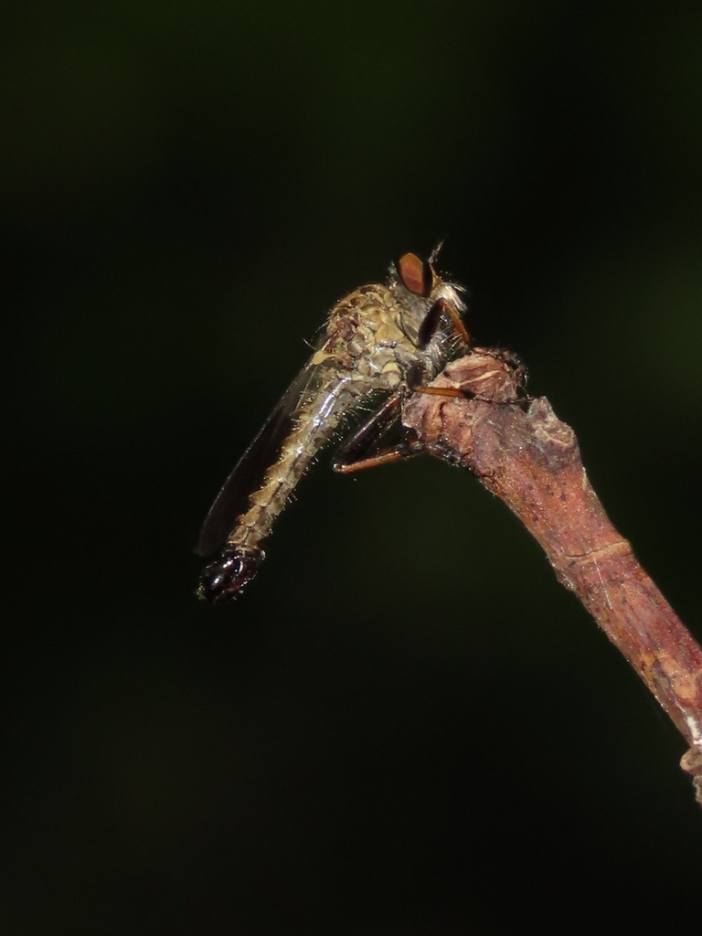 Neomochtherus latipennis in August 2024 by Sam O'Connell. Specimen ...