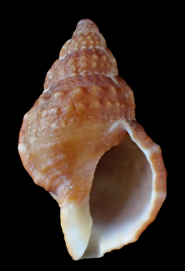 Granular Frog Shell from Woolgoolga, New South Wales, Australia on ...