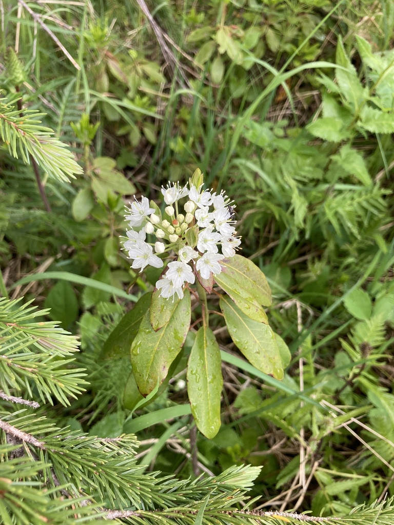 Western Labrador Tea from Improvement District No. 4, AB T0K, Canada on ...
