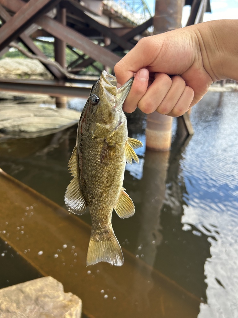 Smallmouth Bass from Maine St, Brunswick, ME, US on August 12, 2024 at ...