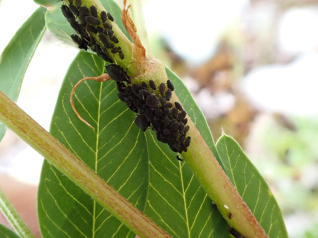 Aphis from Improvement District No. 4, AB T0K, Canada on July 1, 2024 ...