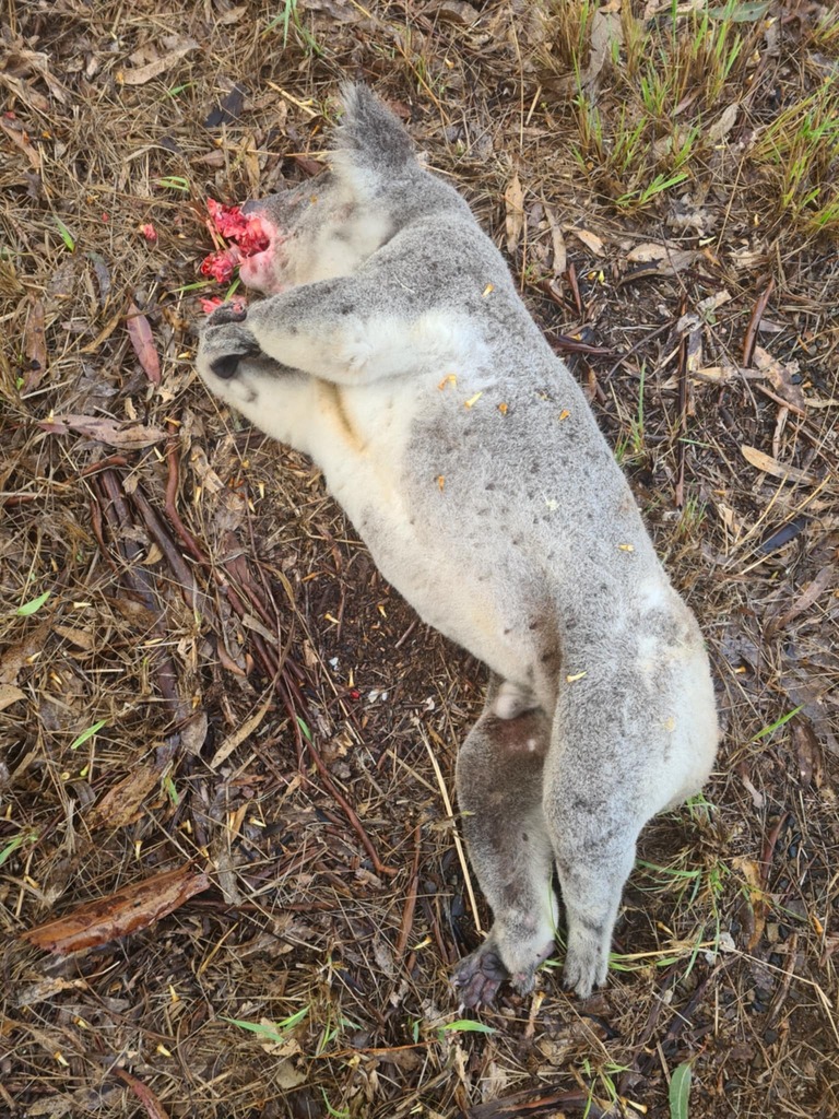 Koala from Murgon QLD 4605, Australia on August 16, 2024 by Misty ...