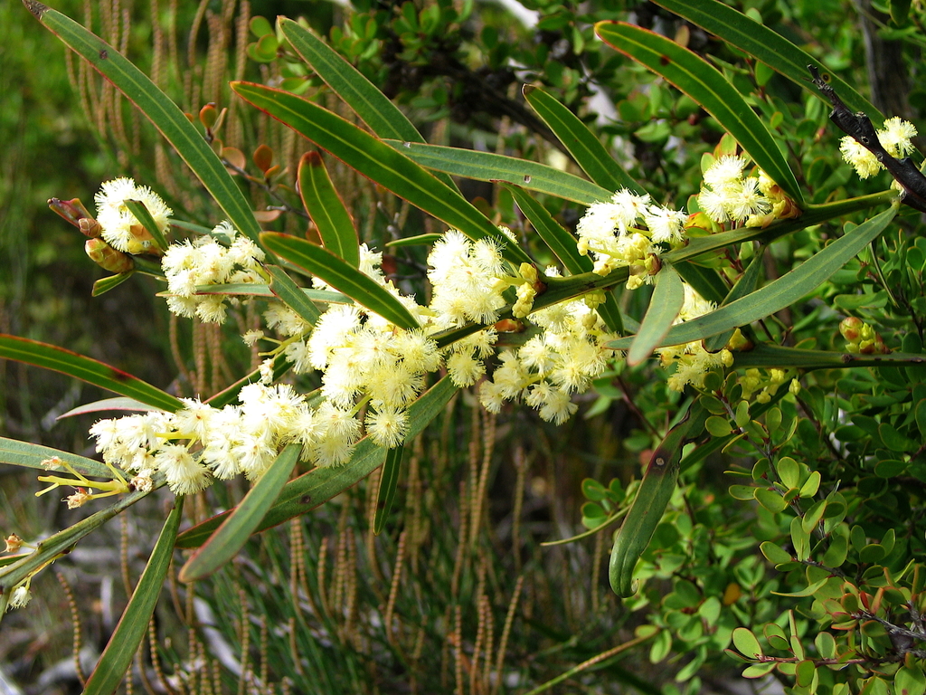 Sweet Wattle (Acacia suaveolens) - Botanical Realm