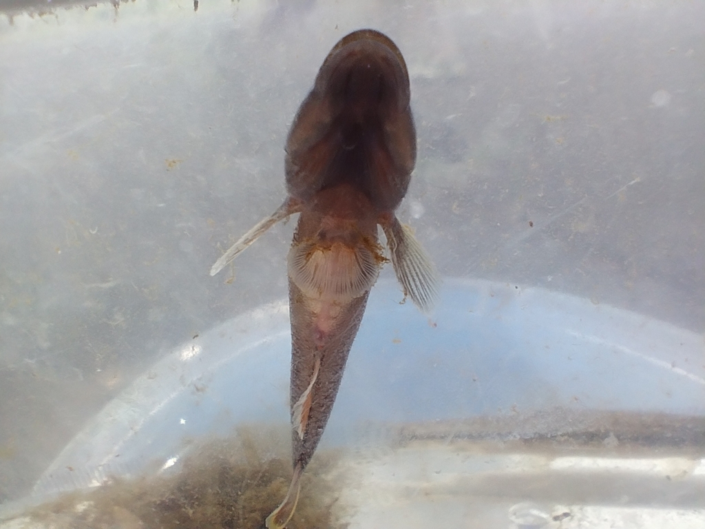 Lizard Goby from 日本、〒206-0021 東京都多摩市連光寺 on August 15, 2024 at 03:35 PM ...