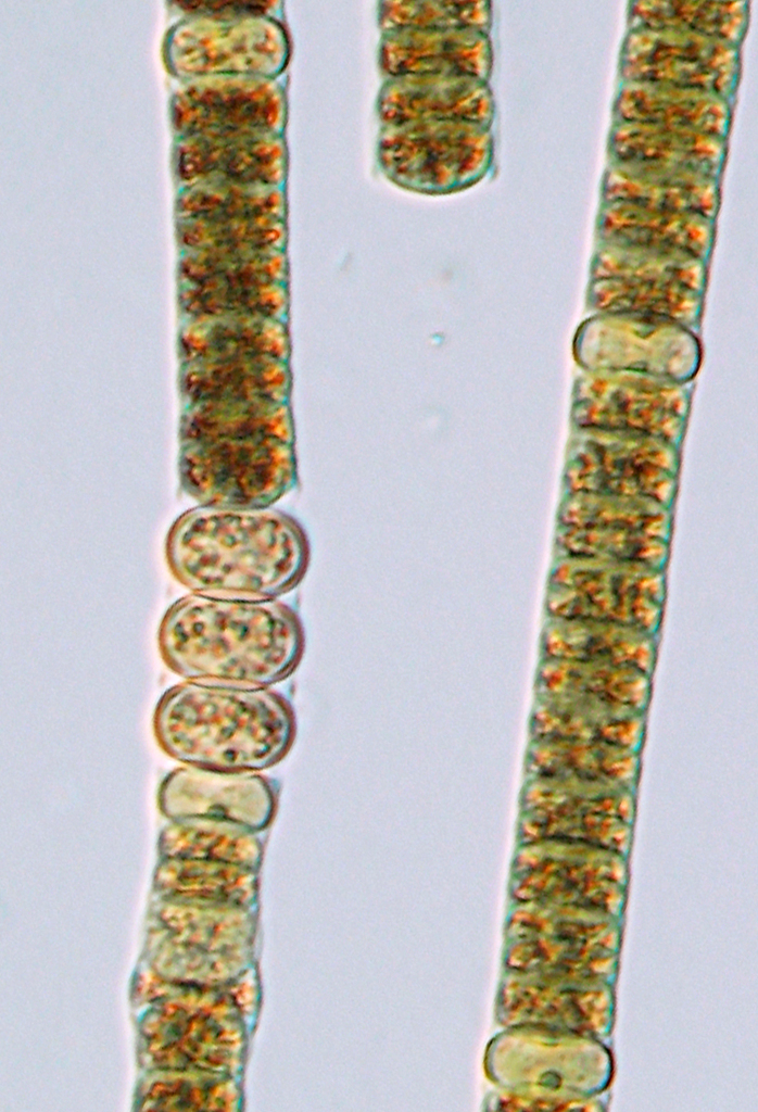 Nodularia spumigena from Carbrook QLD 4130, Australia on September 5 ...