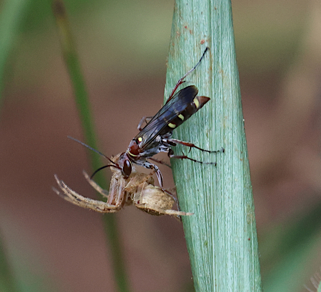 Spider Wasps, Velvet Ants, and Allies from Kaniyo Pabidi, Masindi ...