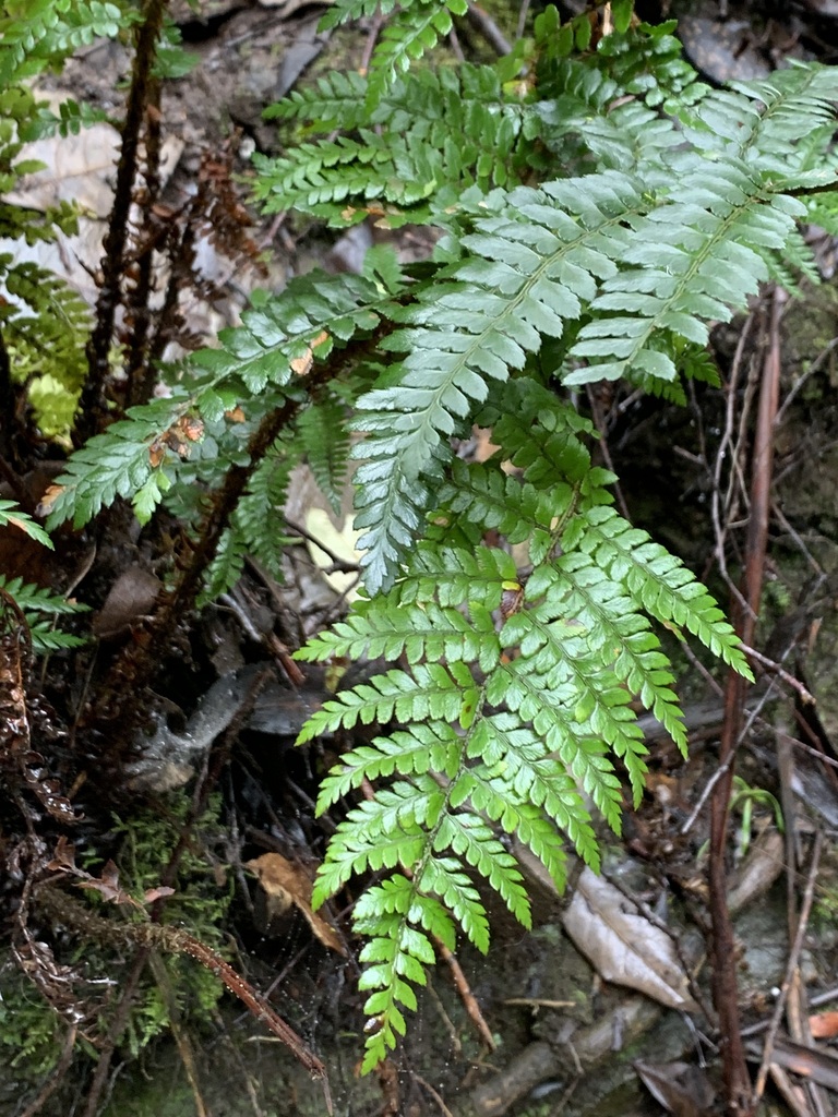 mother shield-fern from Lilydale TAS 7268, Australia on August 16, 2024 ...