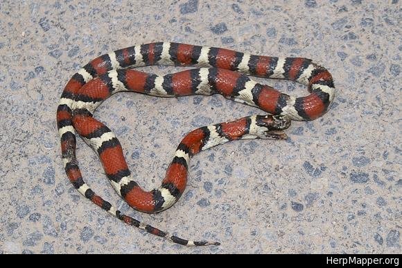 Variable Kingsnake from Santiago, Cumbres de Monterrey, MX-NL, MX on ...