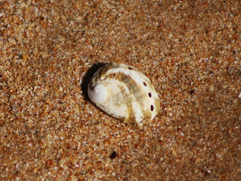 Variable abalone from Port Hedland WA, Australia on July 22, 2024 at 12 ...