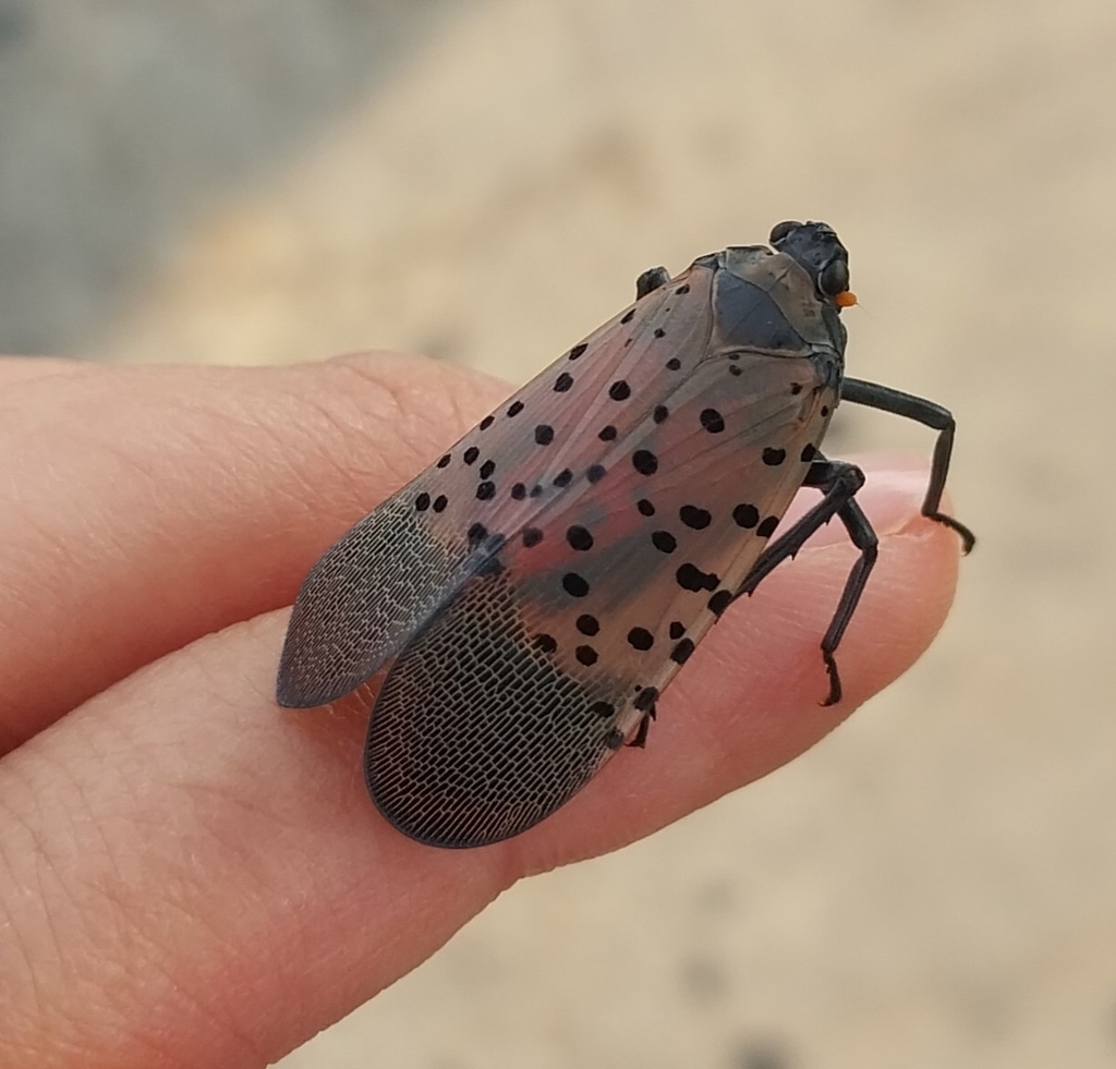Spotted Lanternfly from Terminal B, Newark, NJ 07114, USA on August 15 ...