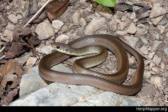 Mexican Racer from Santiago, Cumbres de Monterrey, MX-NL, MX on October ...