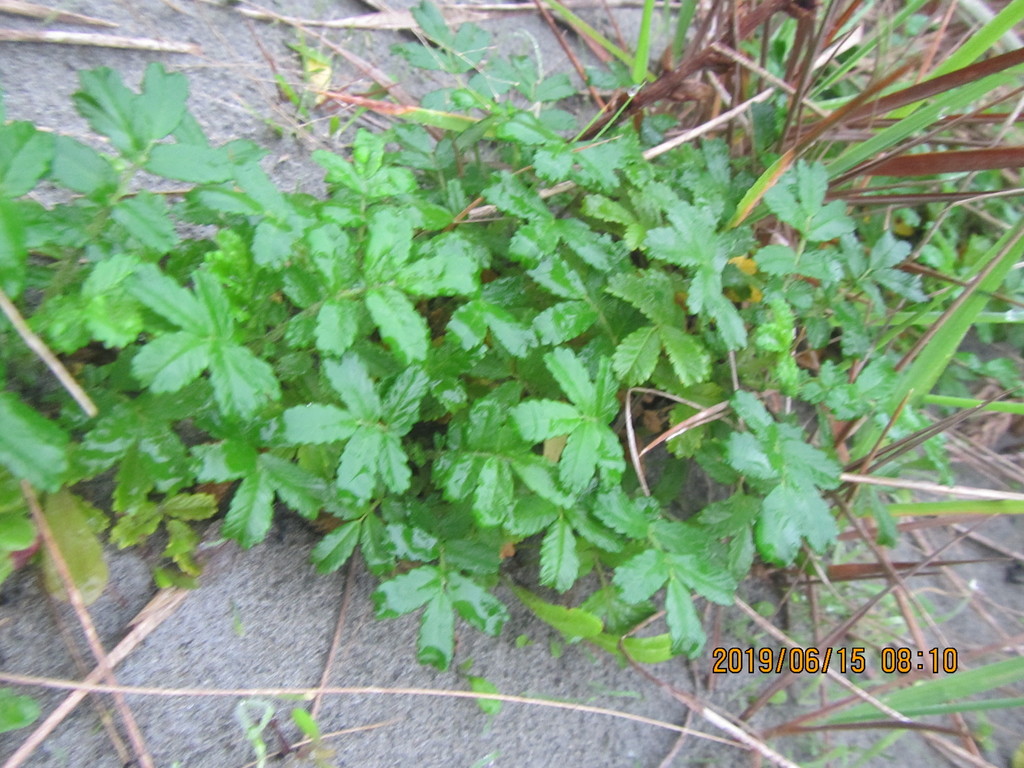 Biddy-biddy from Otaki Beach, New Zealand on June 15, 2019 at 08:10 AM ...
