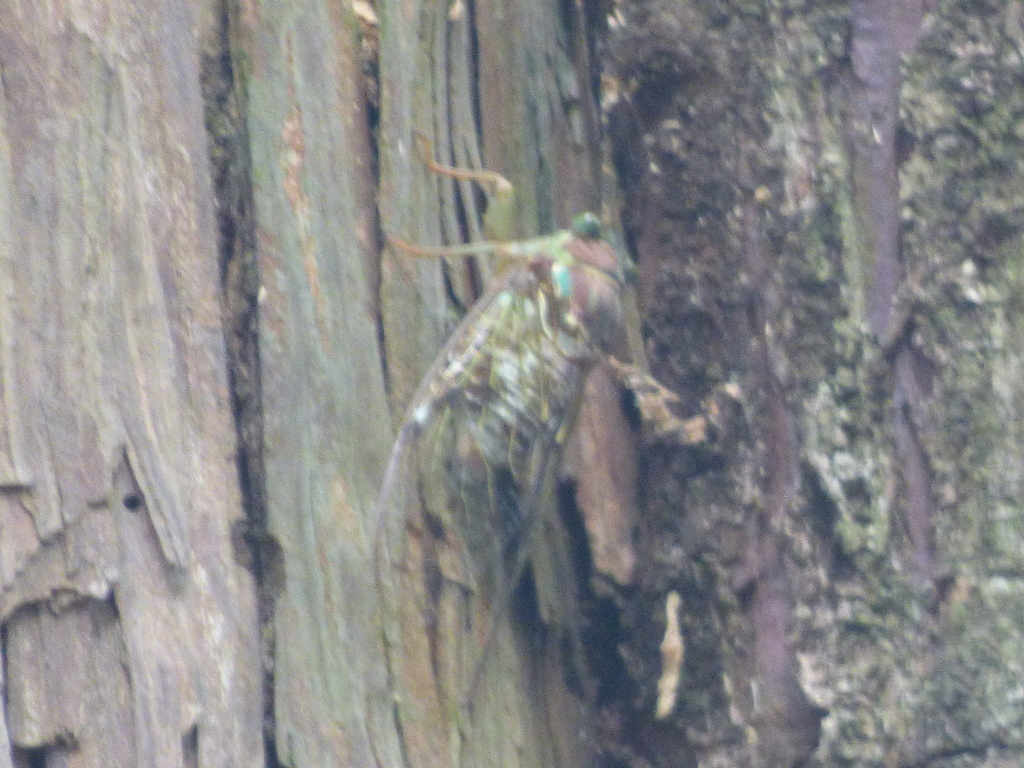 Evening Cicada from Minamiasakawamachi, Hachioji, Tokyo 193-0846, Japan ...
