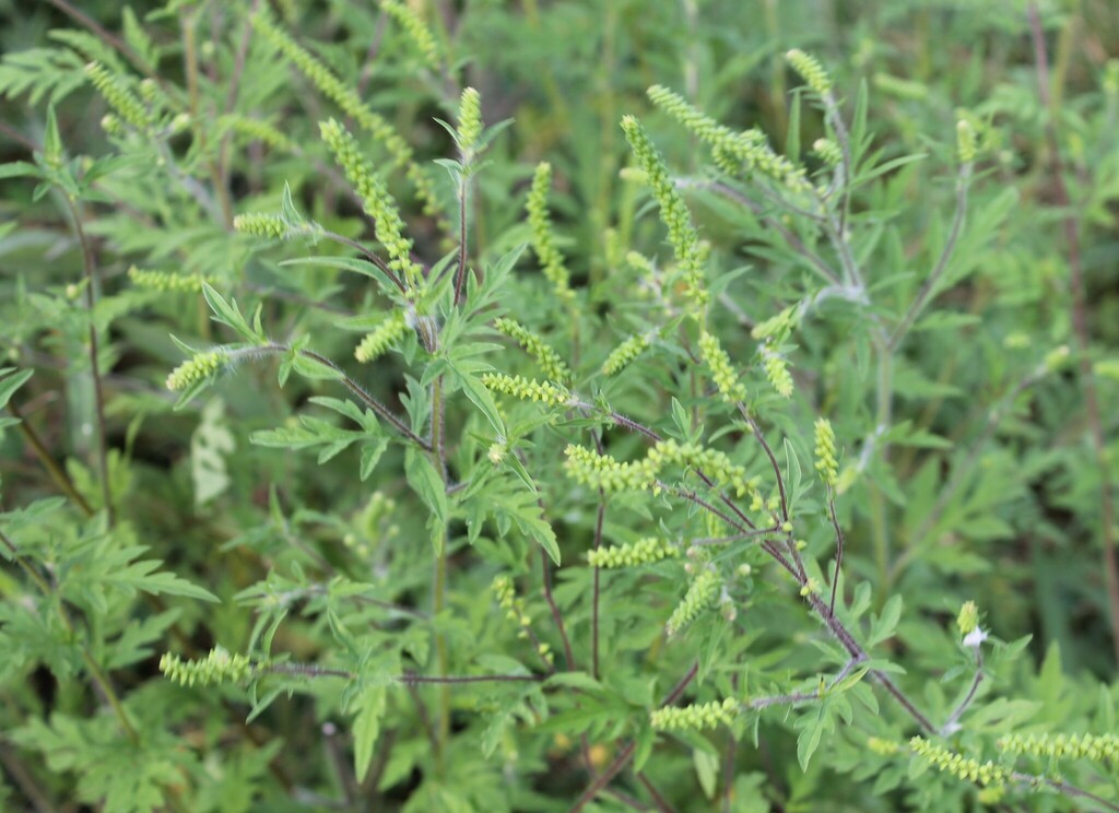 common ragweed from Grayson, KY 41143, USA on August 15, 2024 at 06:39 ...