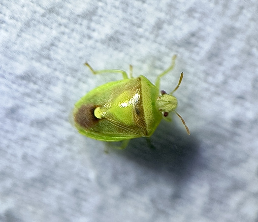 Green Burgundy Stink Bug from Midnight Moon Dr, Frisco, TX, US on ...