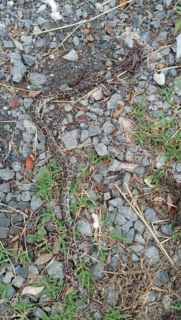 Burmese Python in August 2024 by SIFASV from Vietnam_Nguyen Van Tan ...