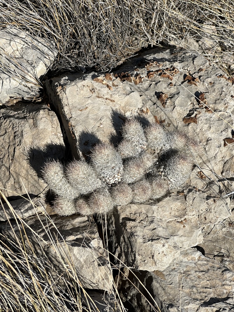 Whitecolumn Foxtail Cactus in August 2024 by aaronw7 · iNaturalist