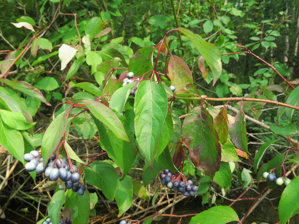 northern wild raisin from Granby, QC, Canada on August 15, 2024 at 11: ...