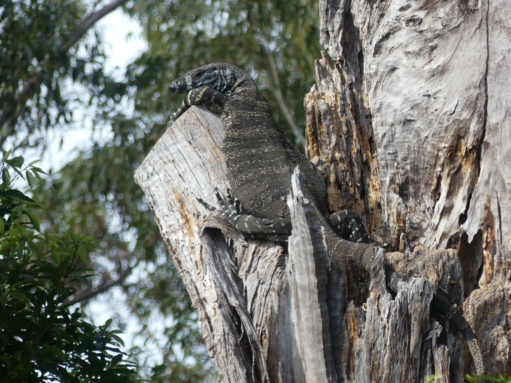Lace Monitor in August 2024 by matthewlh. Goanna 'Gregory' basking ...