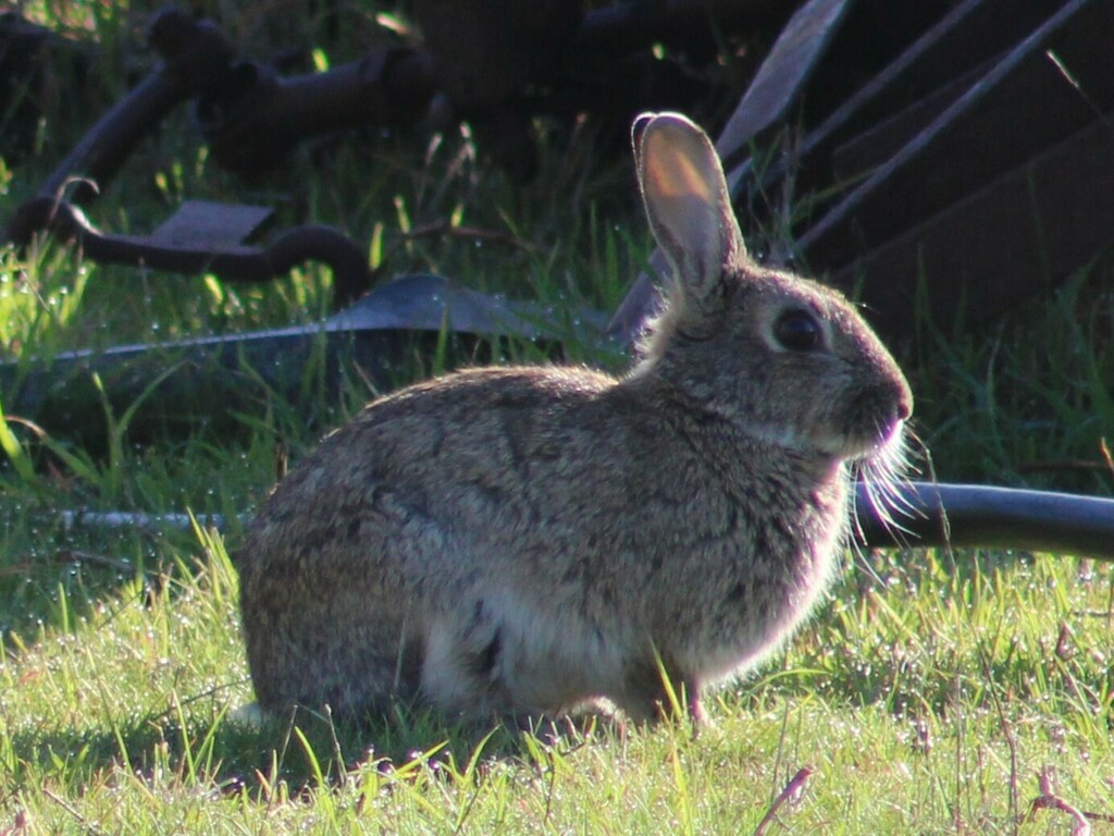European Rabbit from Willalooka SA 5267, Australia on August 16, 2024 ...