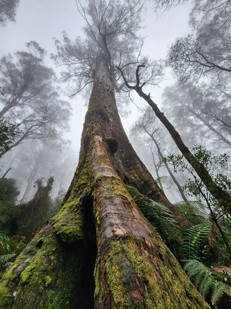 Australian Mountain Ash from Murrindindi - West, AU-VI, AU on August 16 ...