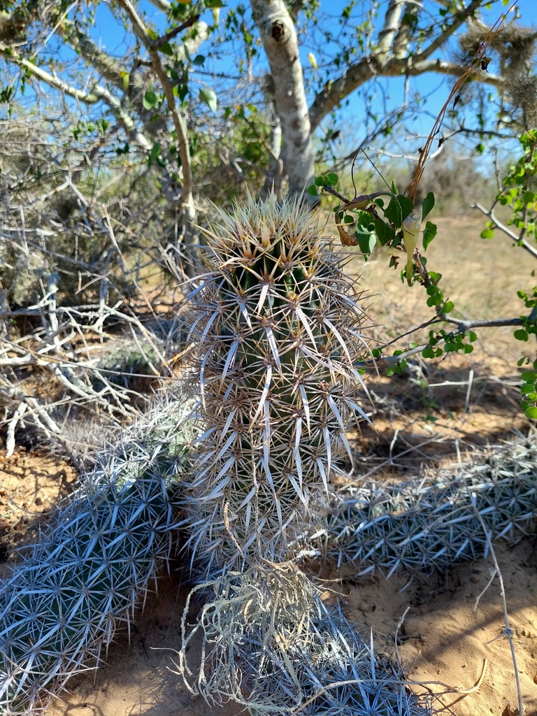 Creeping Devil in September 2023 by Tania Pérez Fiol · iNaturalist