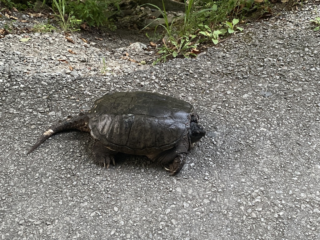 Common Snapping Turtle from Cherokee National Forest, Vonore, TN, US on ...