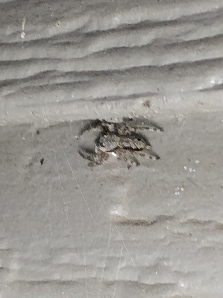 Tan Jumping Spider from Colton Ct, Salina, KS, US on August 15, 2024 at ...