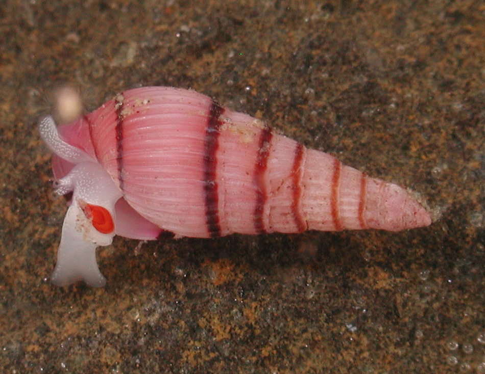 Myurella pygmaea from Wailea, Wailea-Makena, HI 96753, USA on May 26 ...