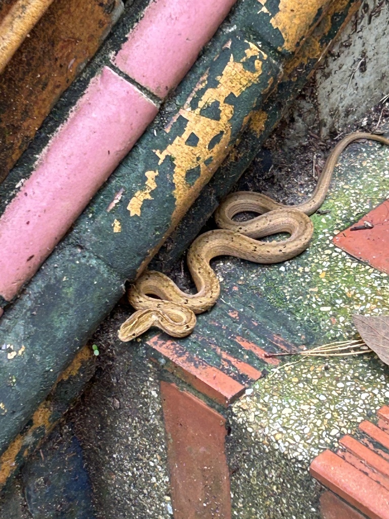 Common Mock Viper from Doi Suthep-Pui National Park, Mueang Chiang Mai ...