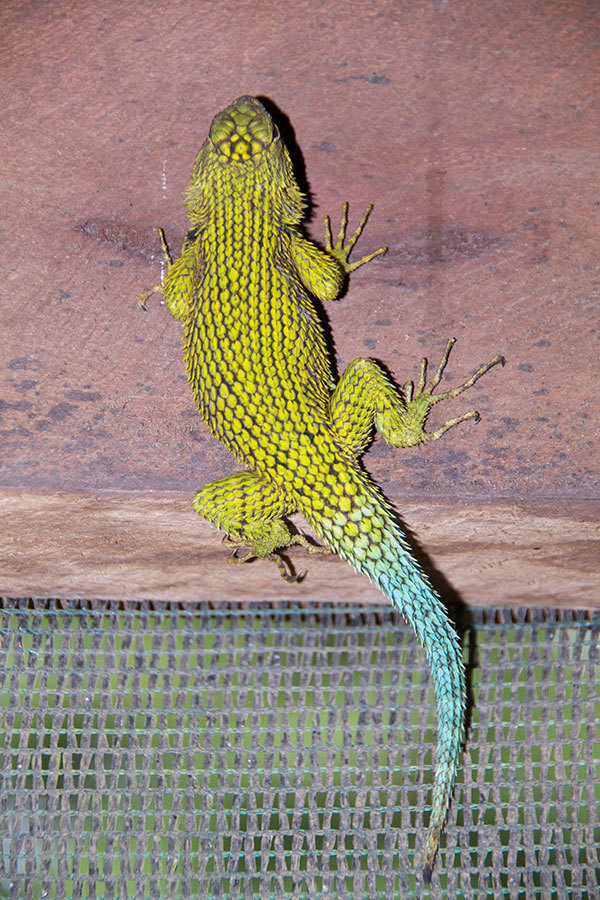 Emerald Swift (Sceloporus malachiticus) - Snakes and Lizards