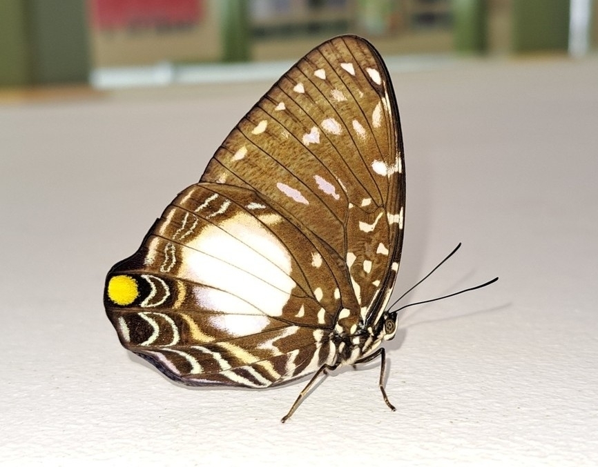 Prothoe australis from JV36+QR6, Kuala Kencana, Mimika Regency, Papua ...