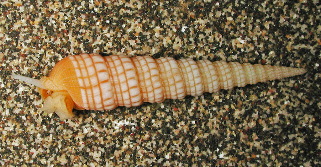 Terebra babylonia from Kaanapali, HI 96761, USA on May 19, 2013 at 12: ...