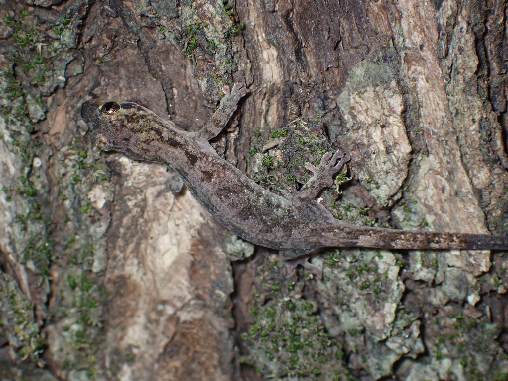 Vanuatu Scaly-toed Gecko from Whitesands, Vanuatu on August 14, 2024 at ...