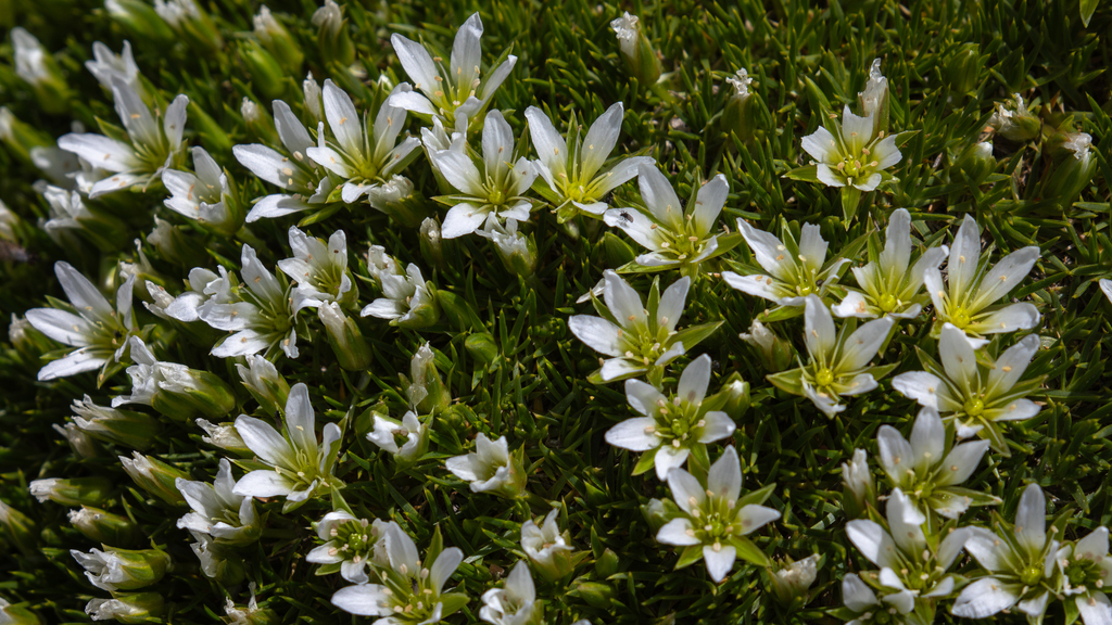 Eremogone bryophylla from 中国青海省果洛藏族自治州玛多县 on June 14, 2024 at 04:01 PM ...