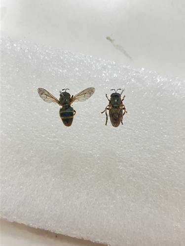 Metadon bifasciatus · iNaturalist