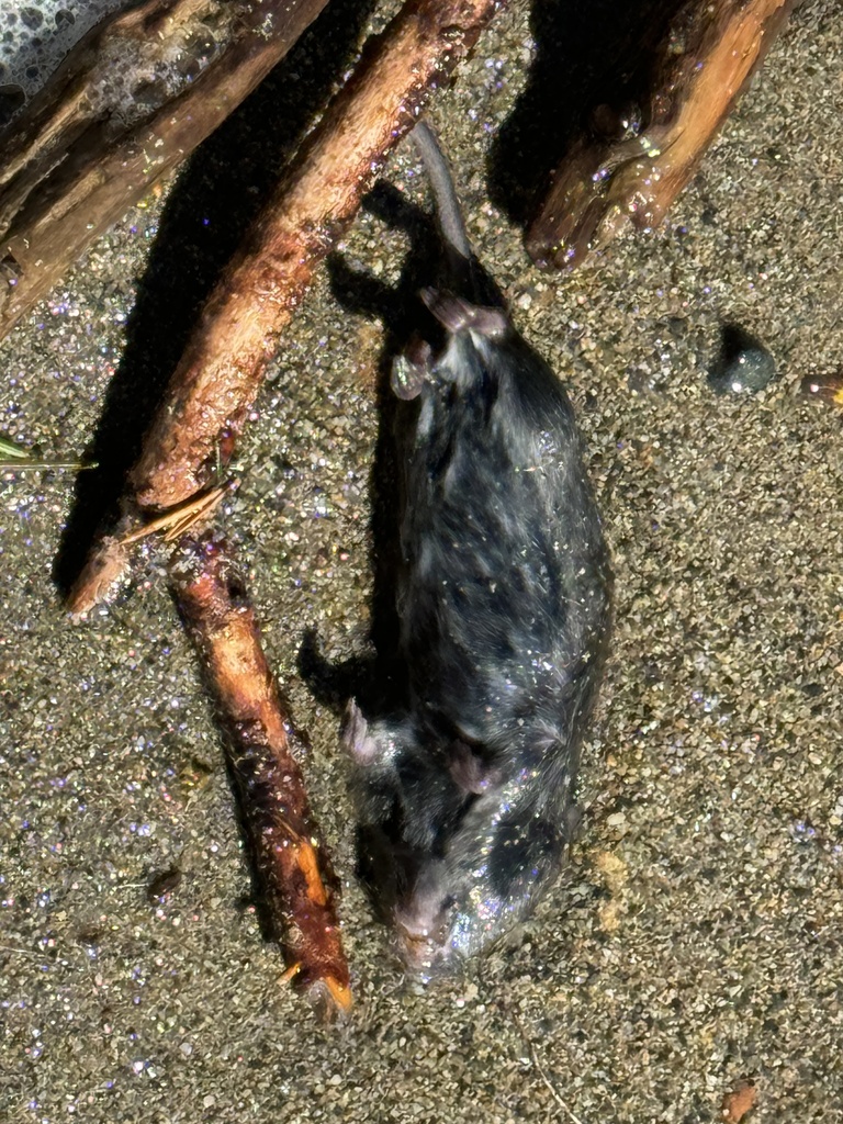 American Water Shrew complex from Inyo National Forest, Lee Vining, CA ...