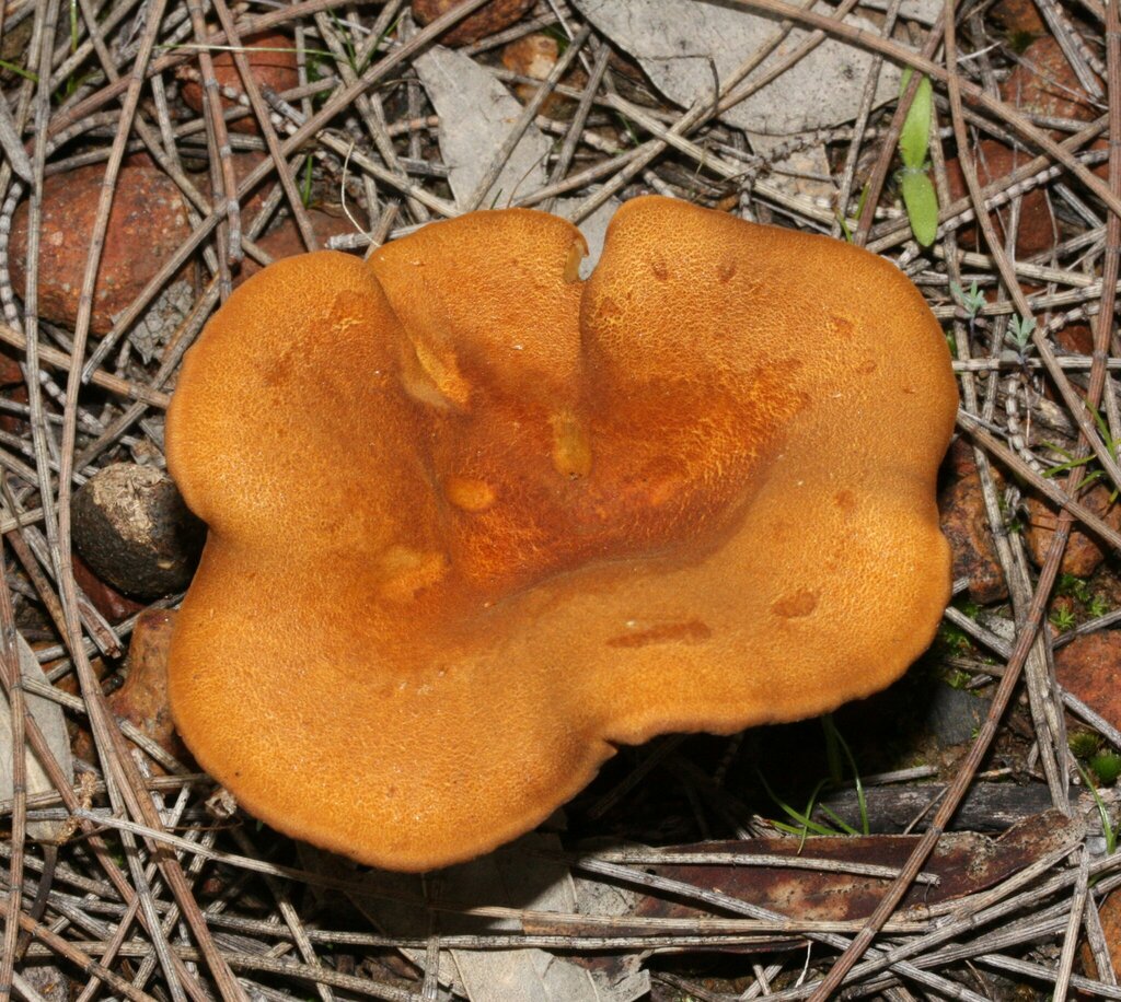 Austropaxillus infundibuliformis from Yornaning WA 6311, Australia on ...