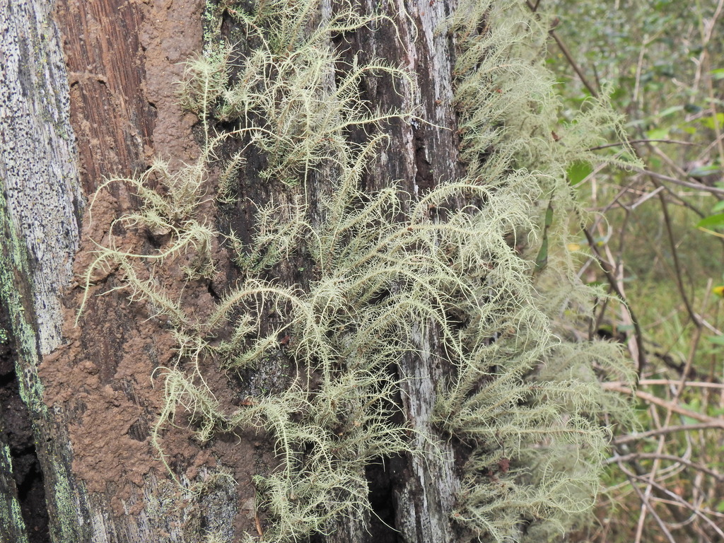 beard lichens from Bauple Forest QLD 4650, Australia on August 16, 2024 ...