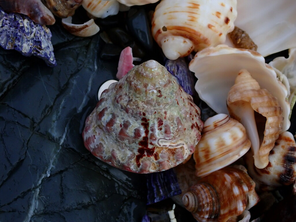 Common Tent Shell from Woolgoolga NSW 2456, Australia on August 15 ...
