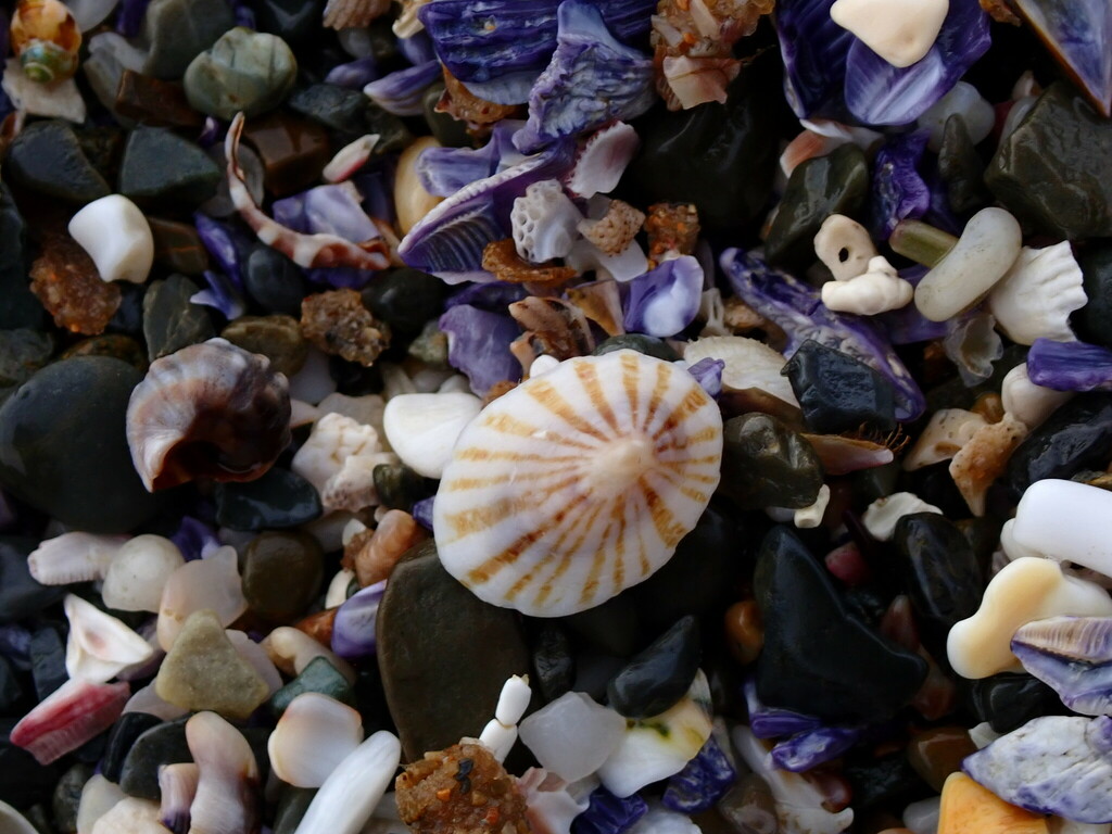 Patelloida from Woolgoolga NSW 2456, Australia on August 15, 2023 at 07 ...