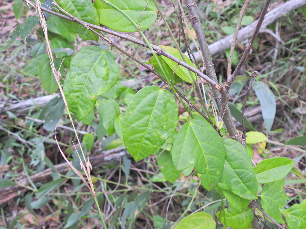 corkystem passionvine from Bauple Forest QLD 4650, Australia on August ...