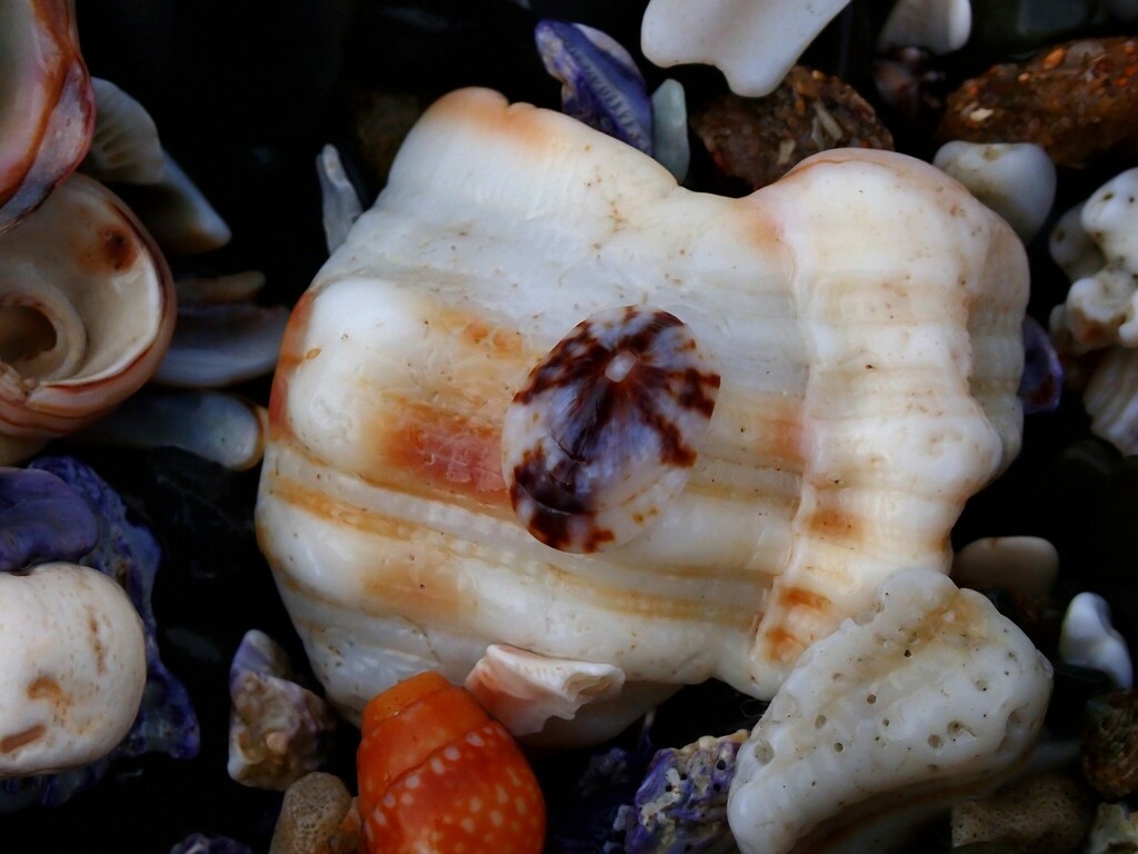 Patelloida mufria from Woolgoolga NSW 2456, Australia on August 15, 2023 at 08:13 AM by Adrian ...