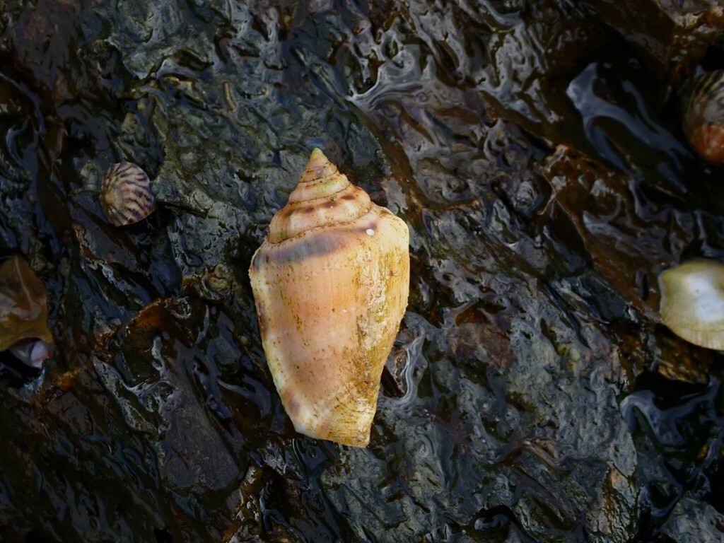 Variable Stromb from Woolgoolga NSW 2456, Australia on August 15, 2023 ...